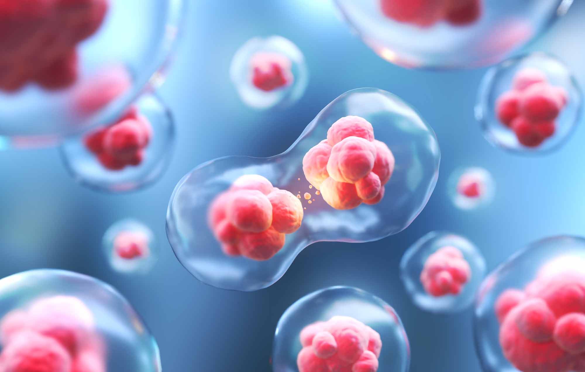 Comment déterminer sa période d’ovulation