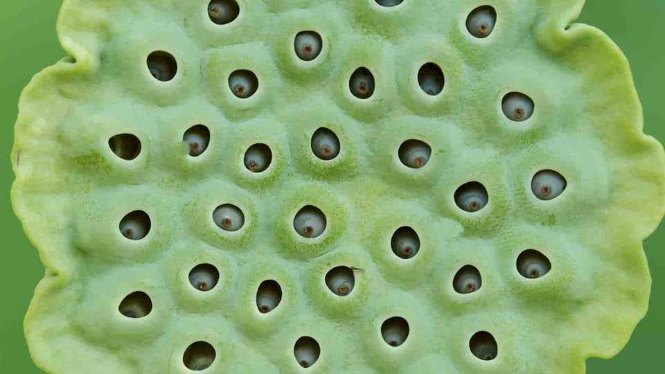 La trypophobie ou la peur des trous : est-elle une vraie phobie